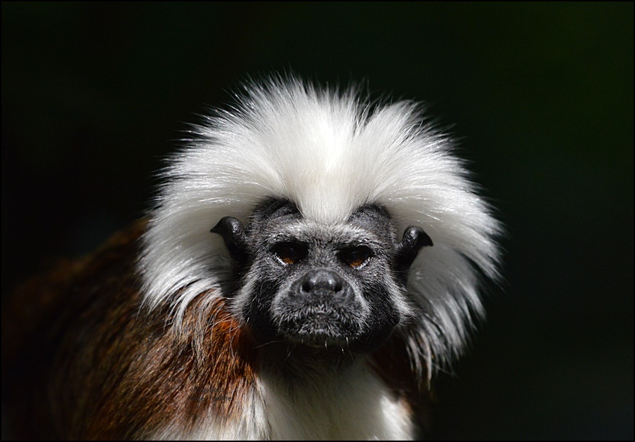 Steile Frisur !!! Foto & Bild | natur, tiere, zoo, wildpark & falknerei ...