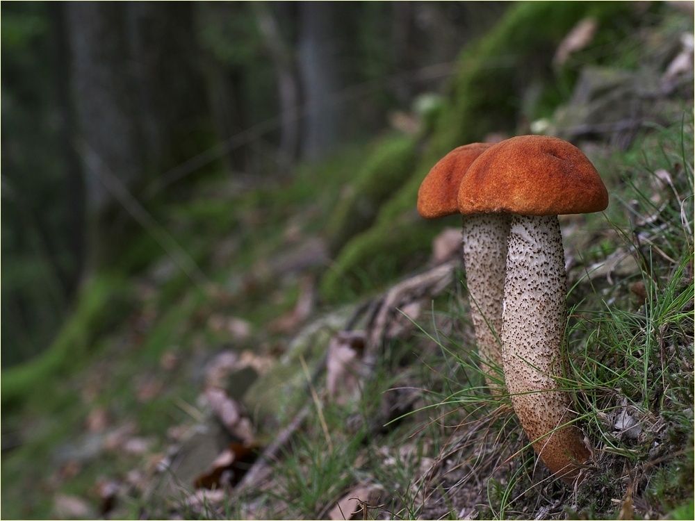 steile Rotkappen Foto & Bild | pflanzen, pilze & flechten, pilze ...