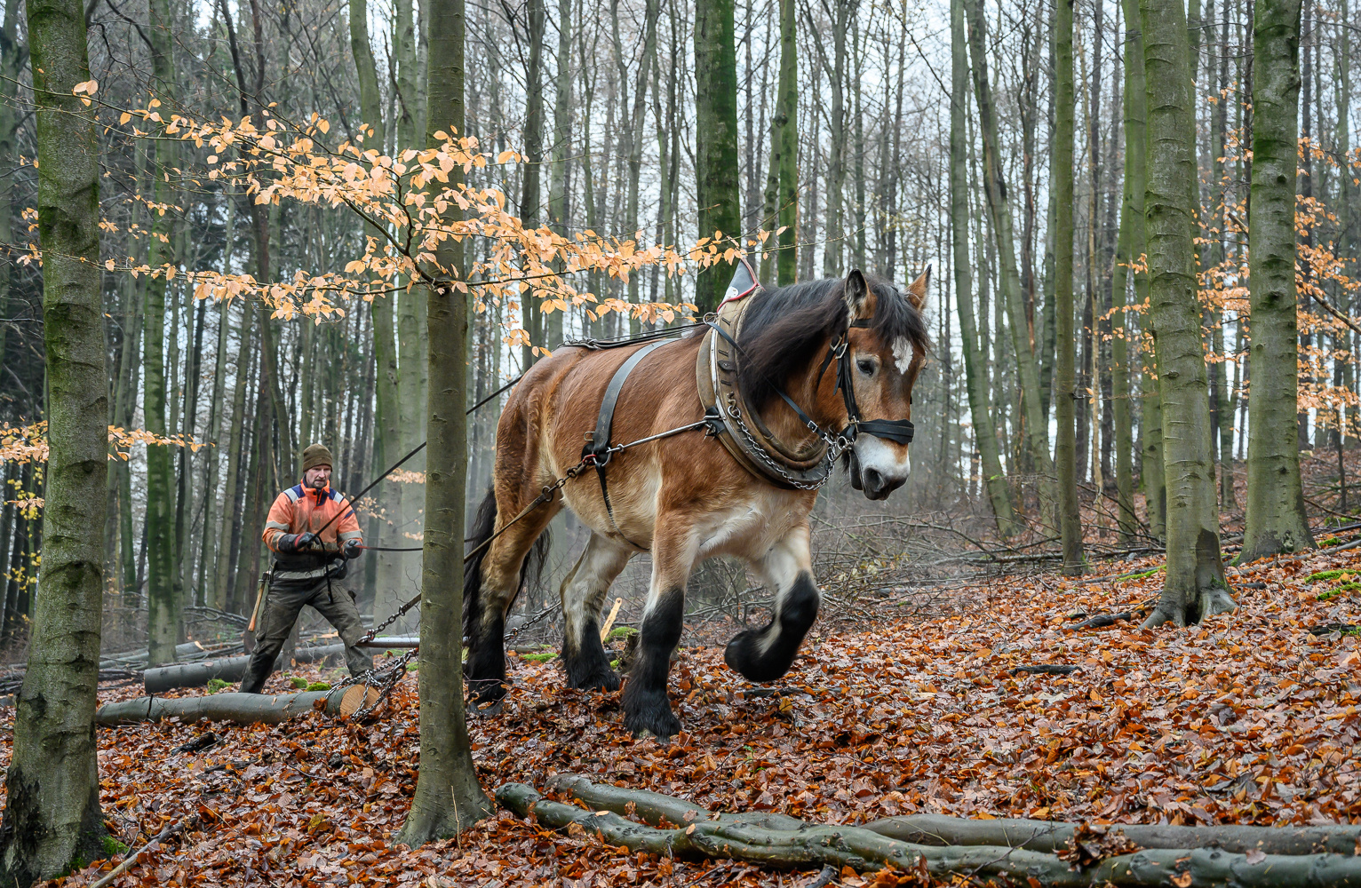 Steiler Hang Foto & Bild | erwachsene menschen, tiere, haustiere Bilder ...
