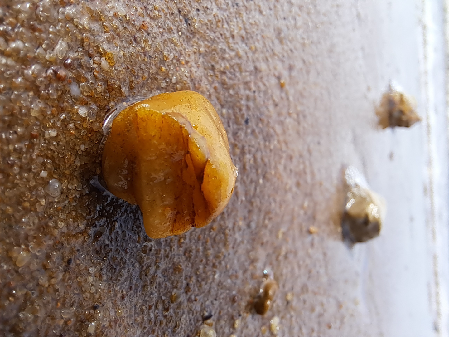 Stein am Strand Foto & Bild | motive Bilder auf fotocommunity