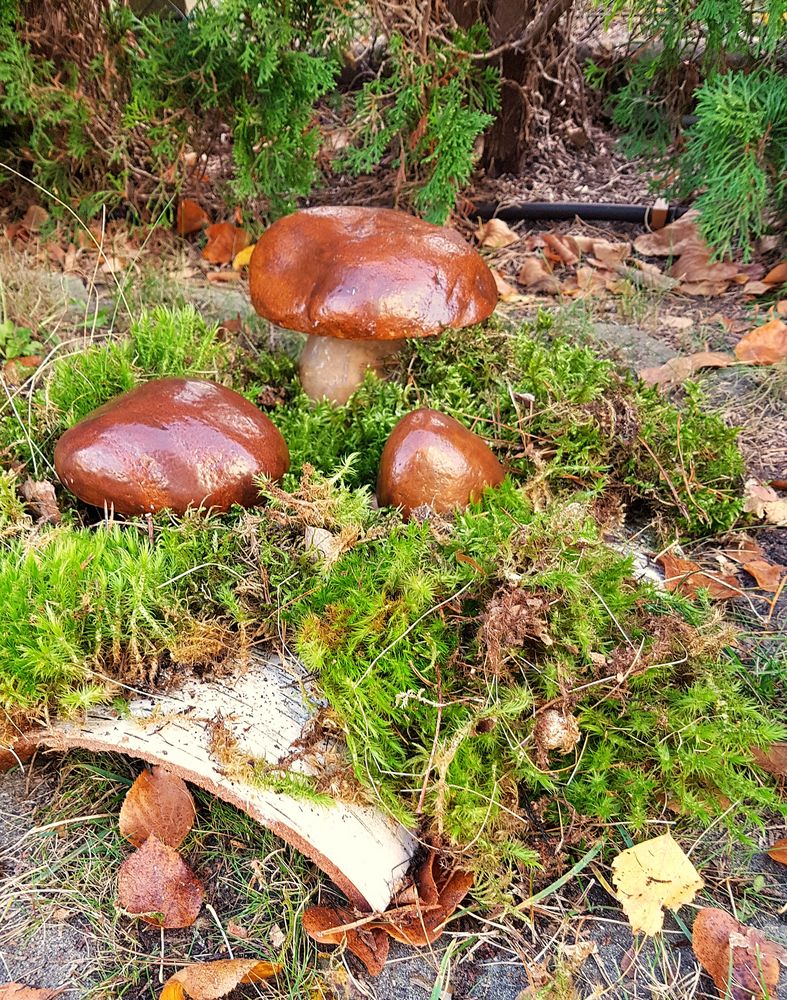 Stein-Pilze Foto & Bild | pflanzen, pilze & flechten, pilze & flechten, pilze Bilder auf ...