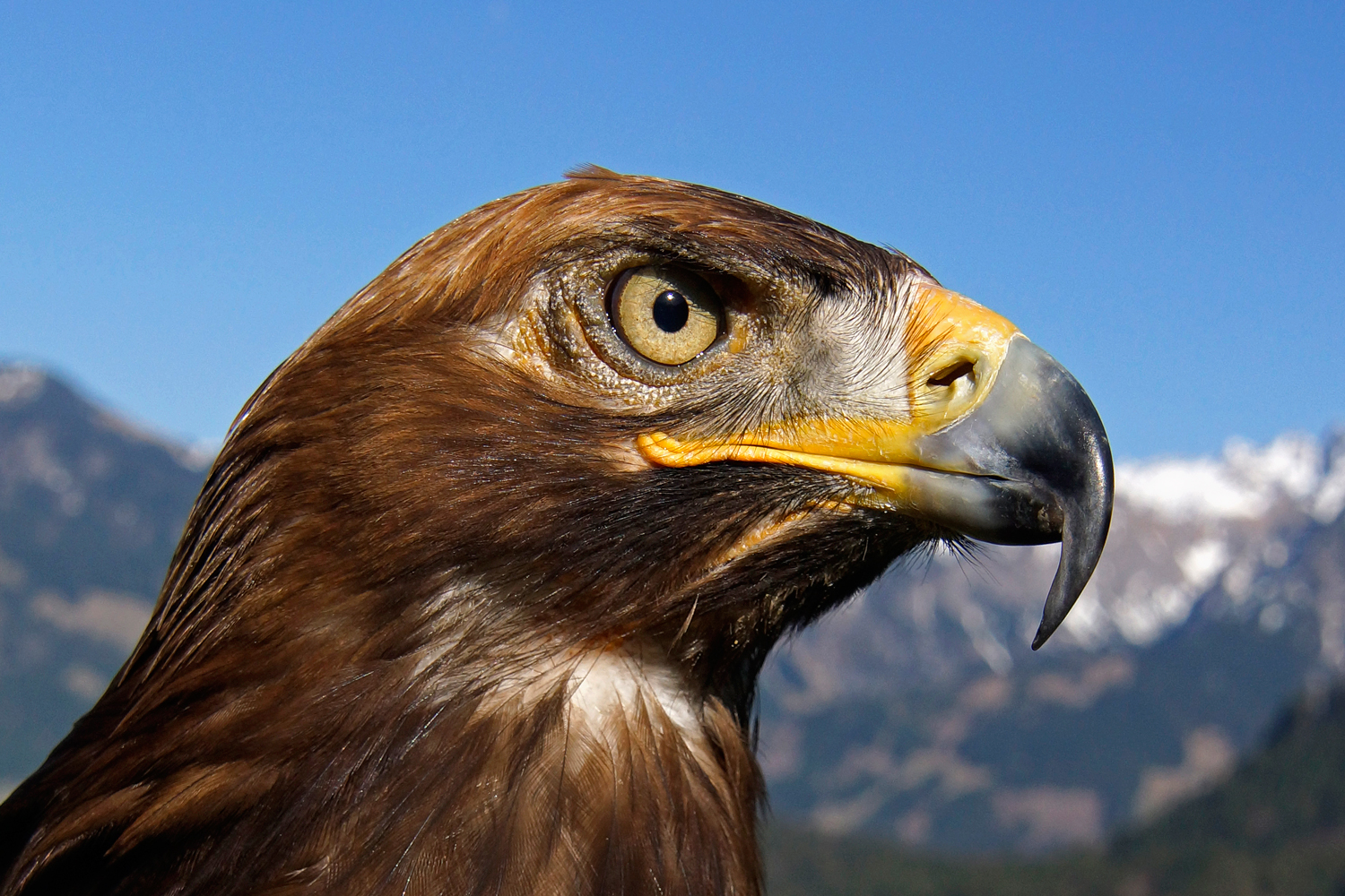 Steinadler Foto & Bild | archiv projekte naturchannel ...