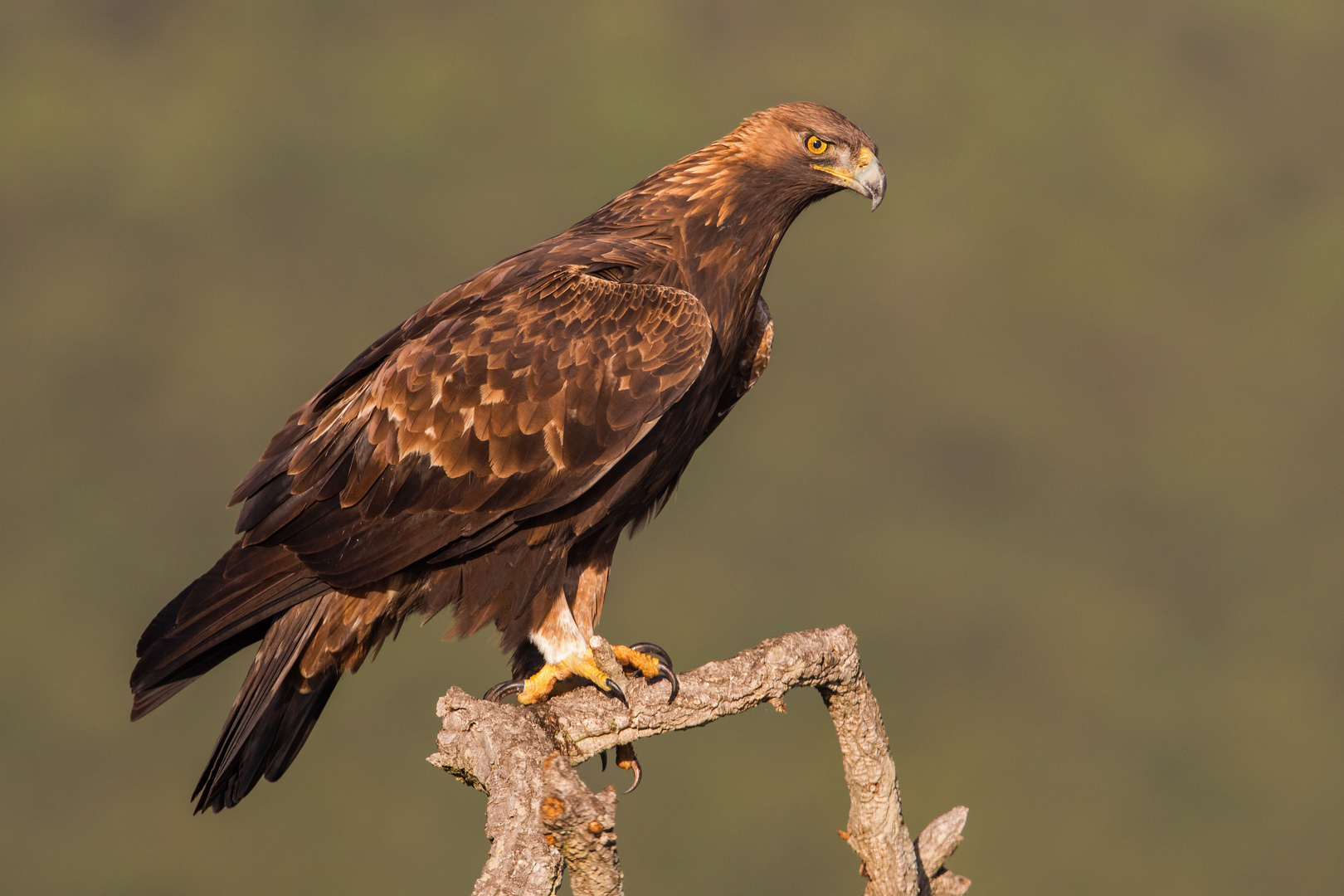 Steinadler m. Foto & Bild | tiere, wildlife, wild lebende vögel Bilder ...