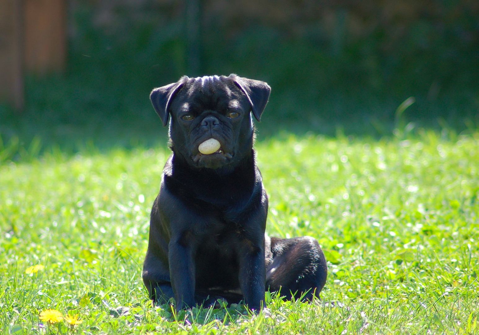 Steinbeiser Foto & Bild | tiere, haustiere, hunde Bilder auf fotocommunity