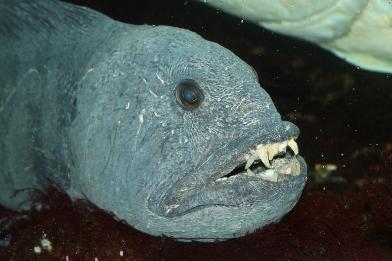 Steinbeißer Foto & Bild | tiere, zoo, wildpark & falknerei, zoo: fische ...