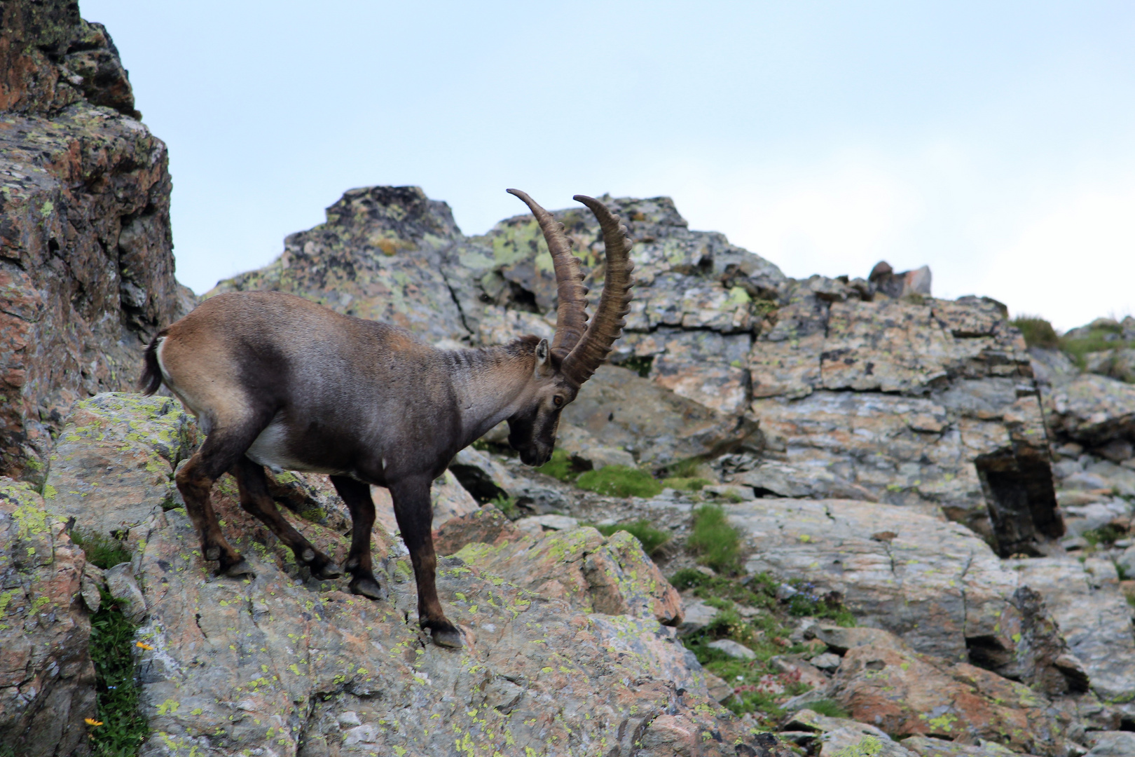 Steinbock Foto & Bild | tiere, wildlife, natur Bilder auf fotocommunity