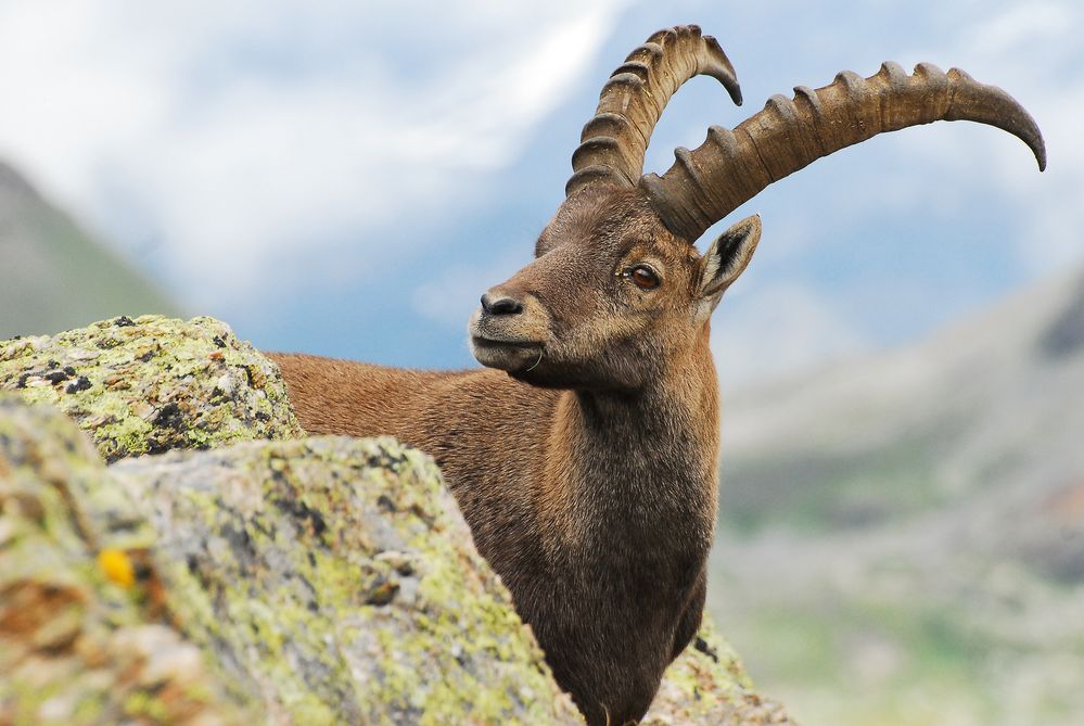 Steinbock Foto & Bild | motive Bilder auf fotocommunity