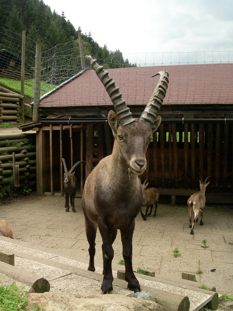 Steinbock Foto & Bild | tiere, wildlife, säugetiere Bilder auf ...