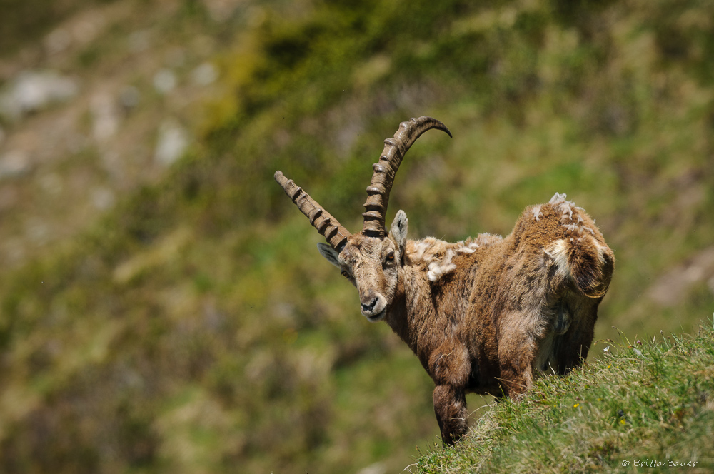 Steinbock Foto & Bild | tiere, wildlife, säugetiere Bilder auf ...