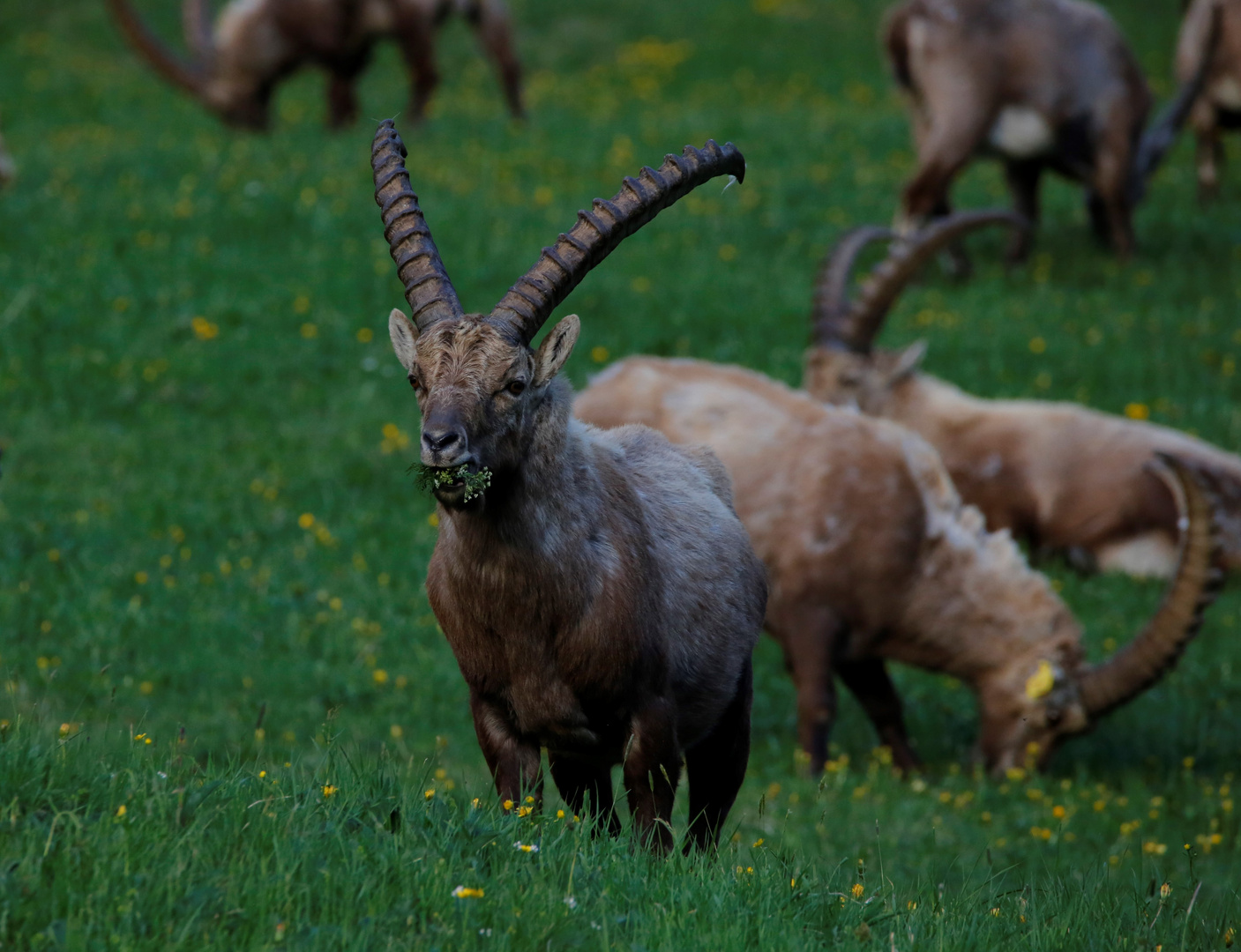 Steinbock 4 Foto & Bild | tiere, wildlife, natur Bilder auf fotocommunity