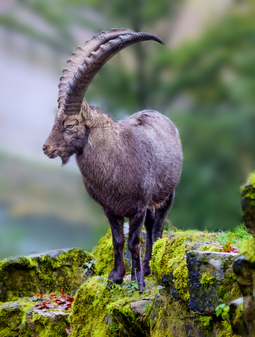 Steinbock Foto & Bild | winter, natur, zoo Bilder auf fotocommunity