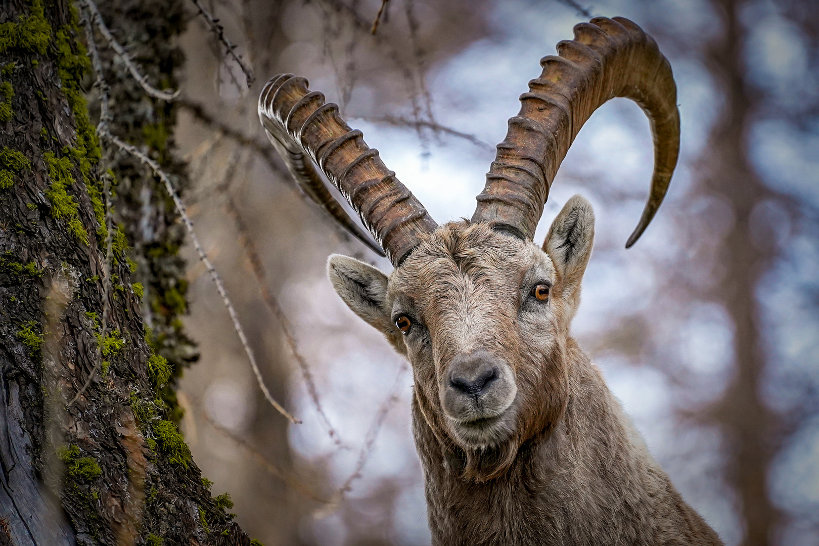 Steinbock Foto & Bild | tiere, wildlife, landschaft Bilder auf ...