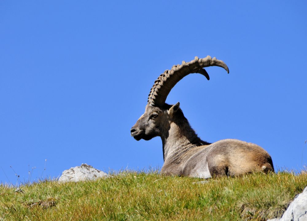 Steinbock Foto & Bild | tiere, wildlife, säugetiere Bilder auf ...