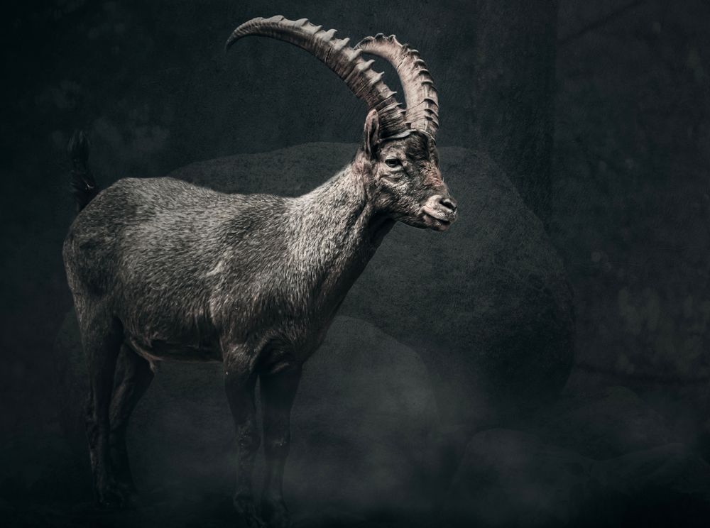 Steinbock Foto & Bild | monatswettbewerbe natur, foto des jahres 22 ...