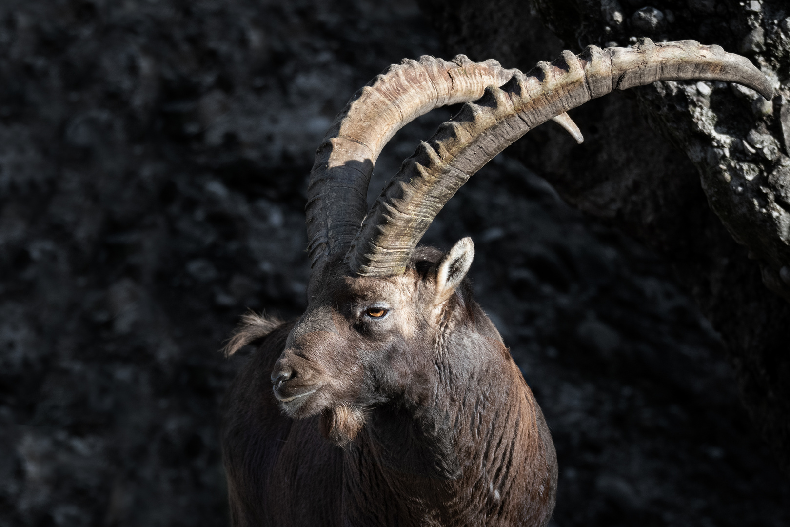 Steinbock Foto & Bild | tiere, fotos, natur Bilder auf fotocommunity