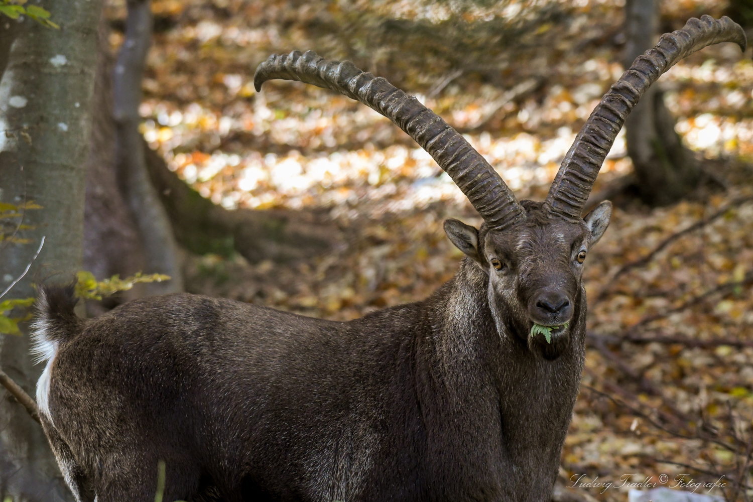 Steinbock Foto & Bild | tiere, wildlife, natur Bilder auf fotocommunity