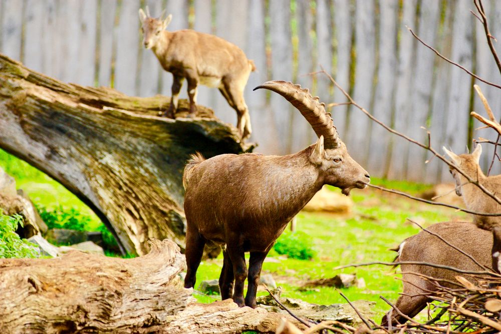 Steinbock Foto & Bild | natur Bilder auf fotocommunity