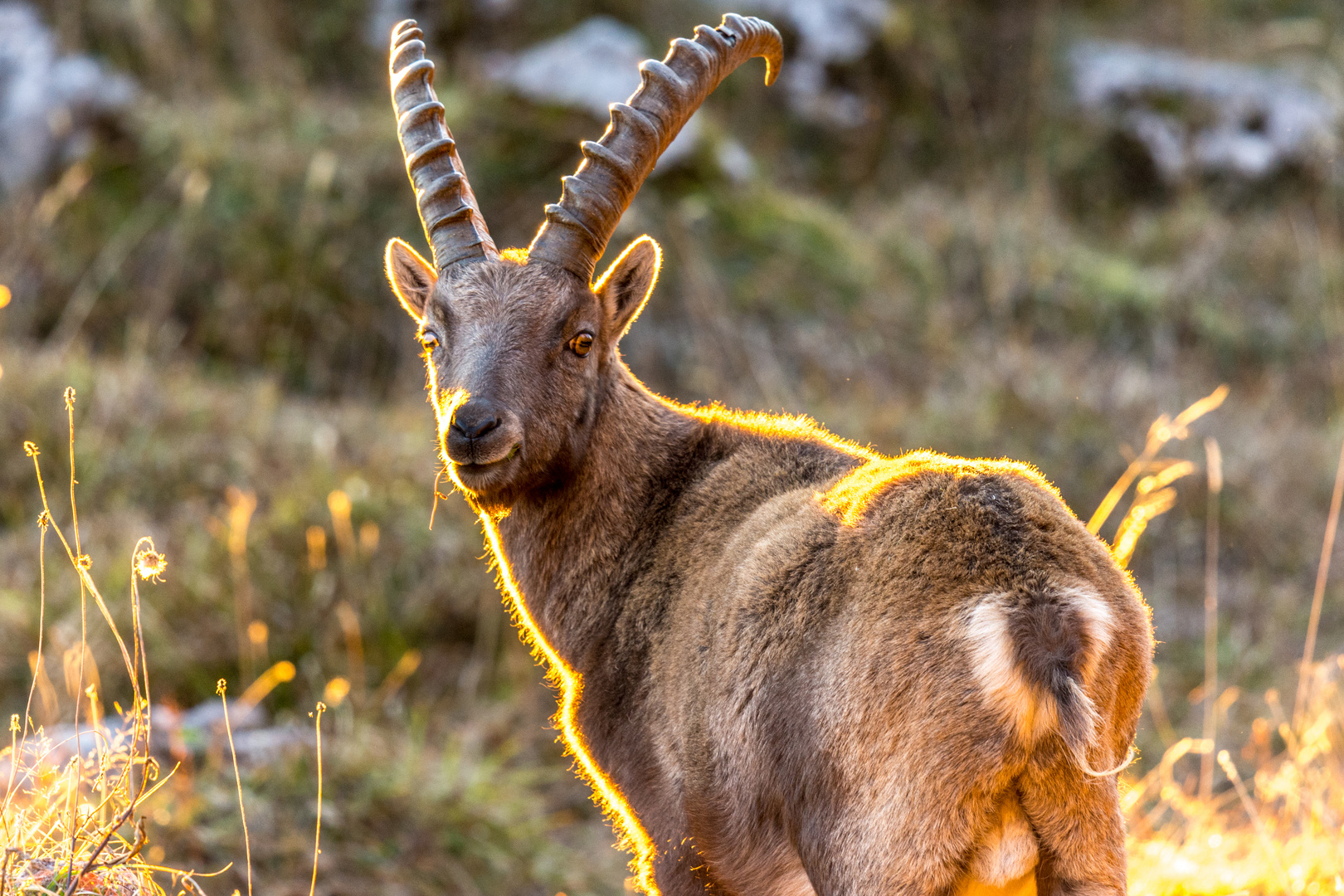 Steinbock im Abendlicht Foto & Bild | natur, tiere, wildlife Bilder auf ...