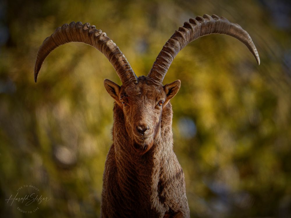 Steinbock Portrait Foto & Bild | tiere, wildlife, säugetiere Bilder auf fotocommunity