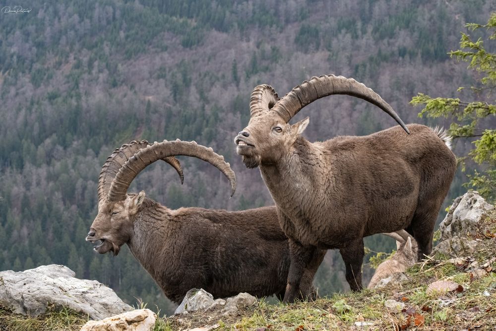 Steinböcke in der Brunft Foto & Bild | tiere, wildlife, wildlife ...