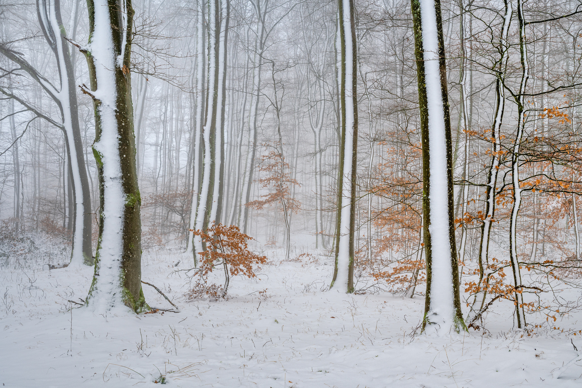 *Steineberger Ley @ Winter Januar 2026* Foto & Bild | deutschland ...