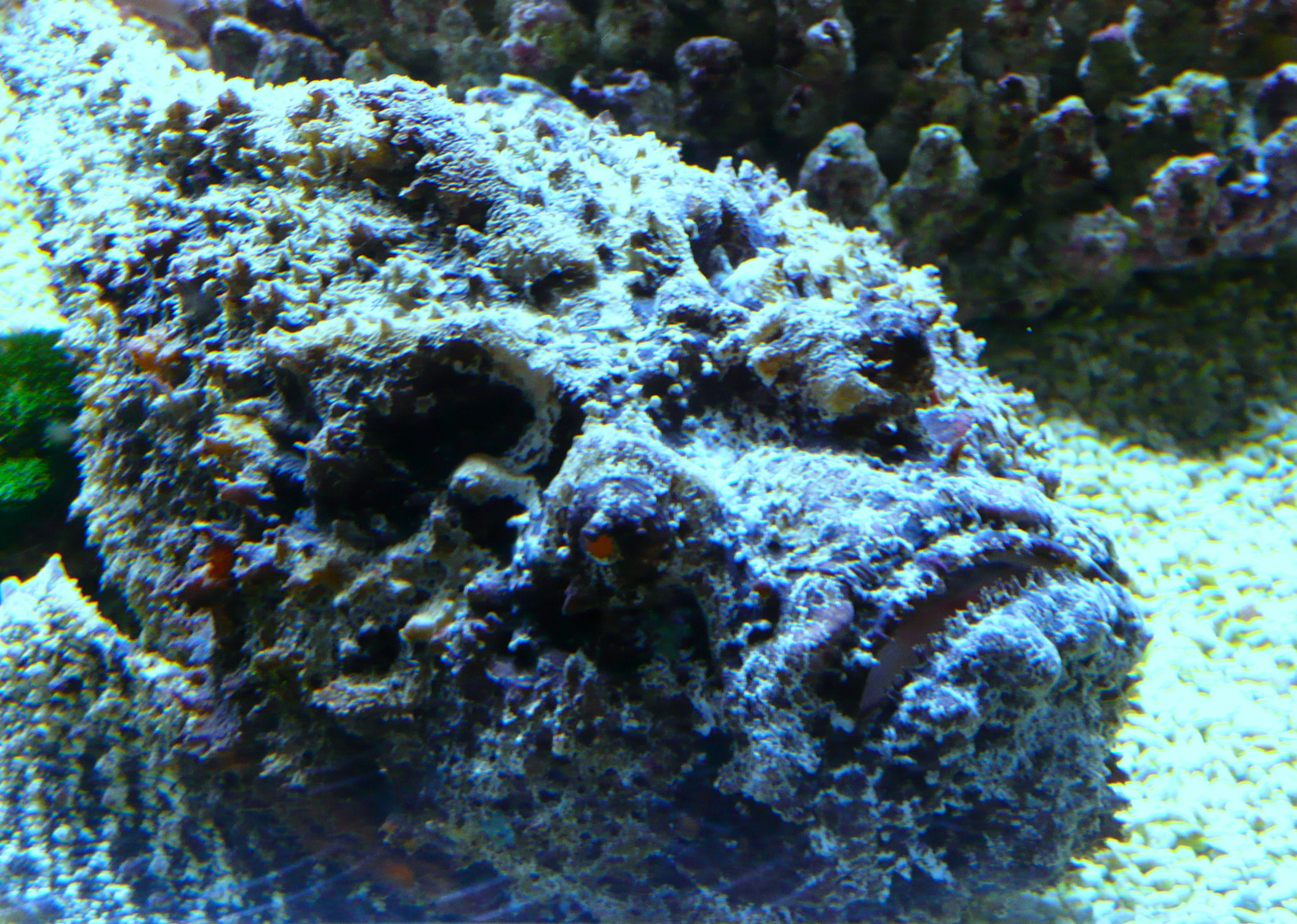 Steinfisch (poisson pierre) Foto & Bild | tiere, wildlife, fische ...