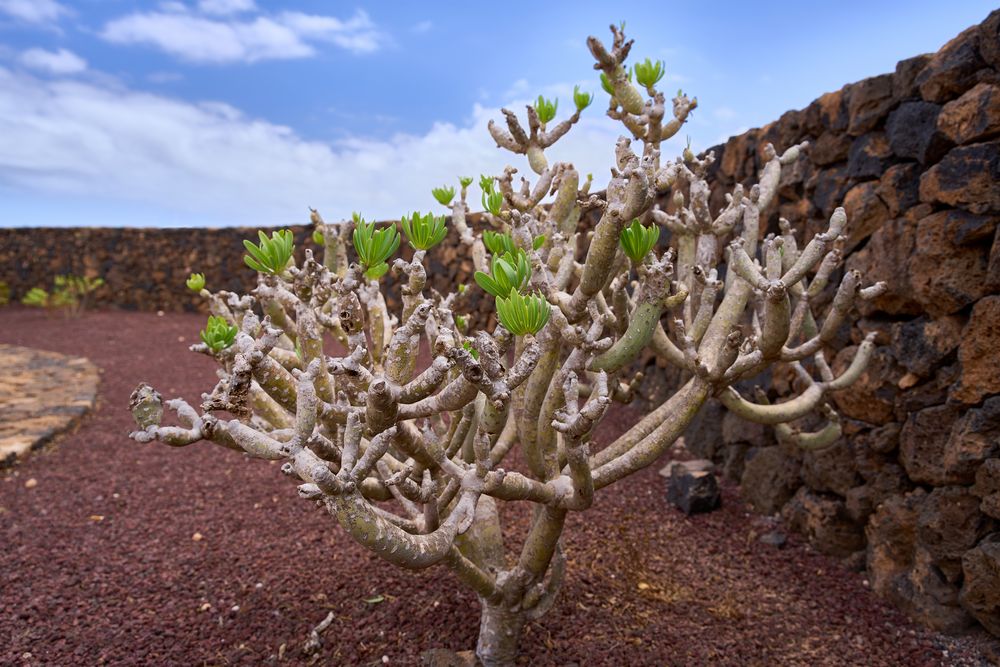Steingarten Foto & Bild | europe, canary islands die kanaren, spain ...