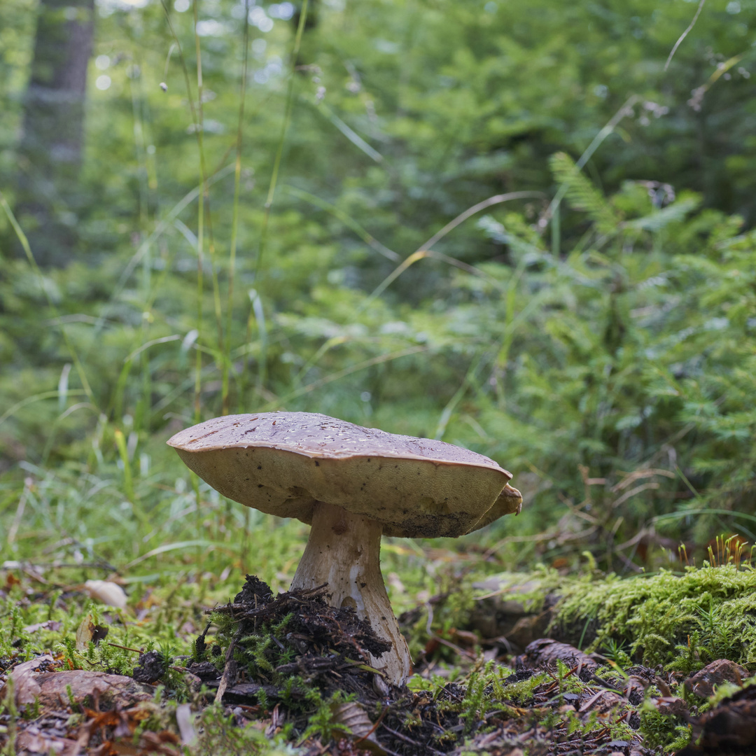 Steini Foto & Bild | pflanzen, pilze & flechten, landschaft, pilze ...