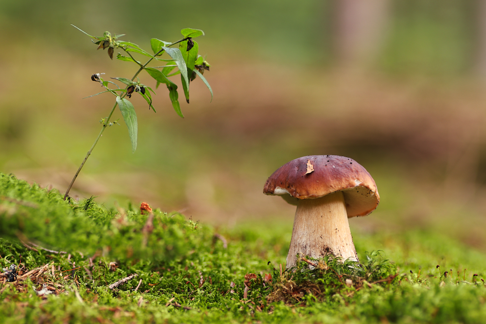 Steini Foto & Bild | natur, pflanzen, erzgebirge Bilder auf fotocommunity