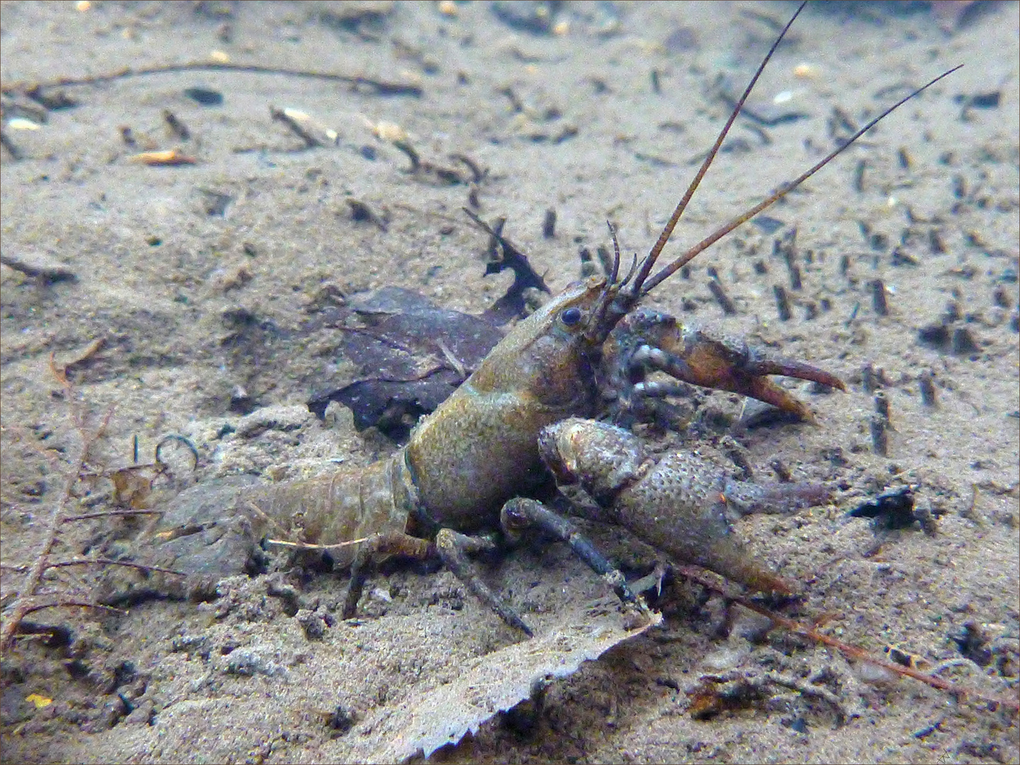 Steinkrebs Foto & Bild | natur, landschaft, fluss Bilder auf fotocommunity