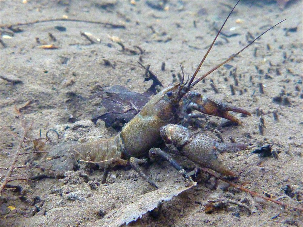 Steinkrebs Foto & Bild | natur, landschaft, fluss Bilder auf fotocommunity