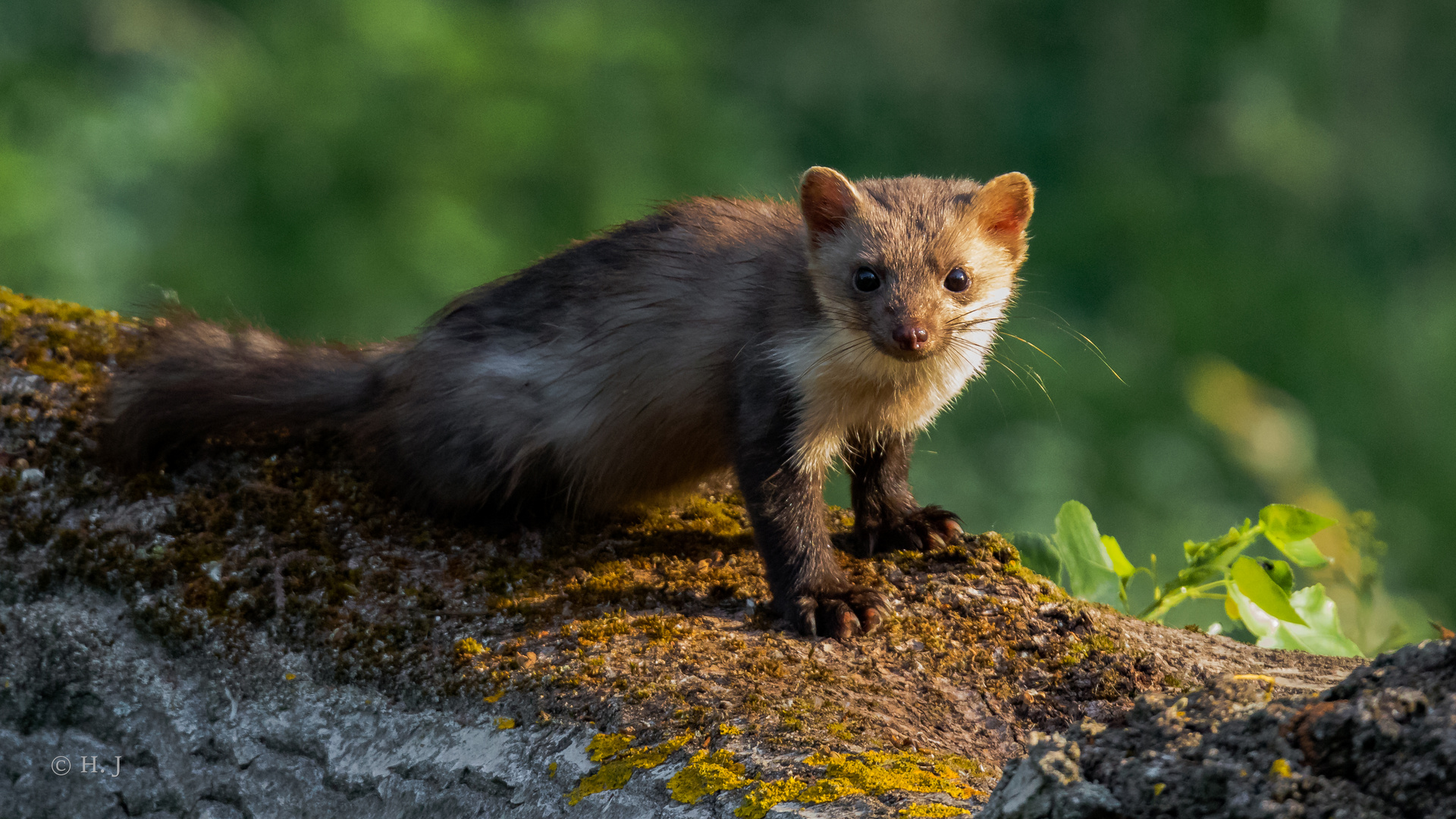 Steinmarder (Martes foina) Foto & Bild | nature, natur, animaux Bilder ...