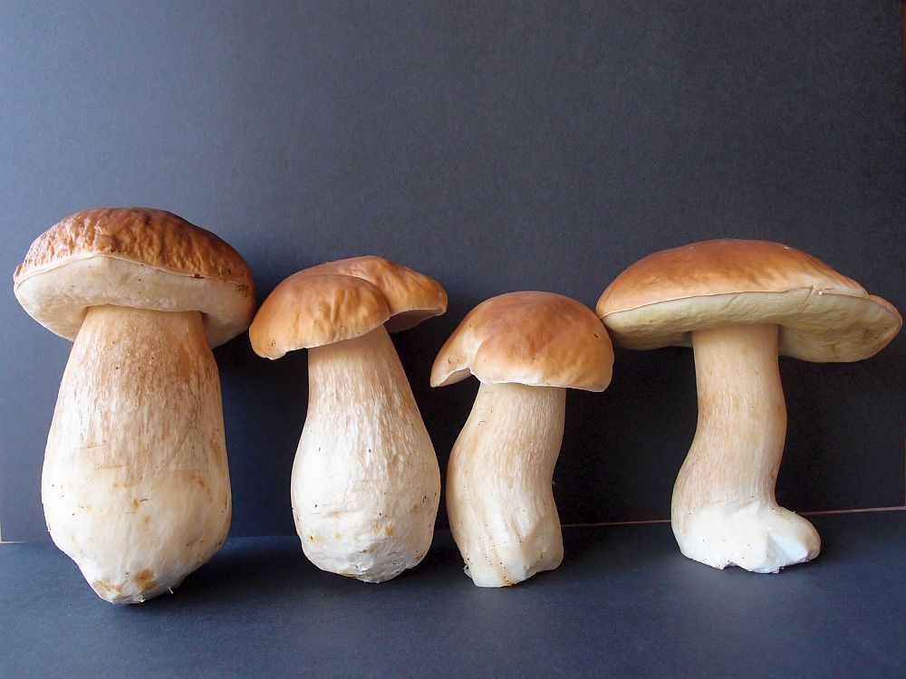 Steinpilze 1 Foto & Bild | natur Bilder auf fotocommunity