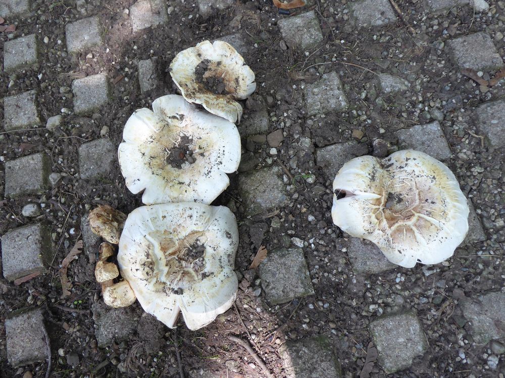 Steinpilze.... Foto & Bild | natur, spezial, dokumentation Bilder auf ...