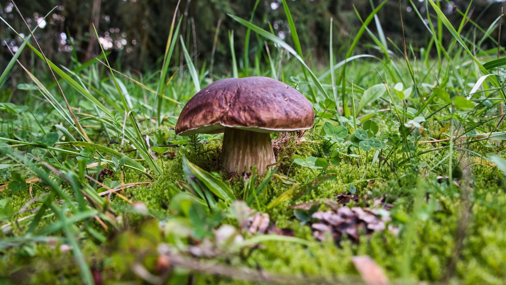 Steinpilze Foto & Bild | nikon, wiese, herbst Bilder auf fotocommunity