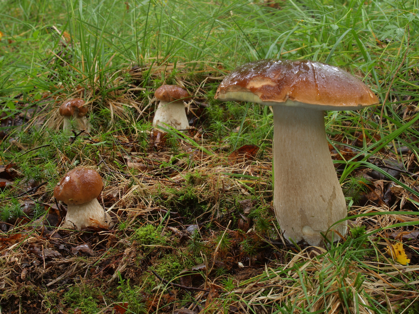 Steinpilze im regnerischen Wald Foto & Bild | schweden, regen, natur ...