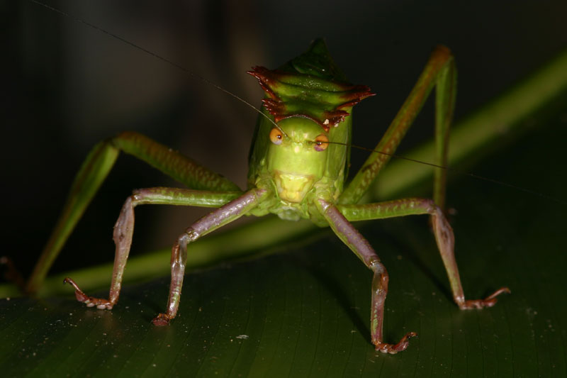 Steirodon careovirgulatum Foto & Bild | tiere, wildlife, insekten ...