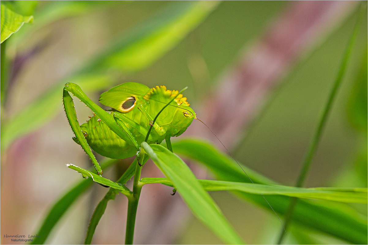 Steirodon careovirgulatum Foto & Bild | insekten, news, ecuador Bilder ...