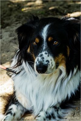 Hunde, Hundebilder, Hundefotos