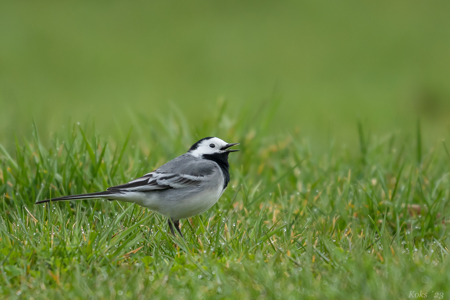 Stelze im Grünen Foto & Bild | tiere, wildlife, wild lebende vögel ...