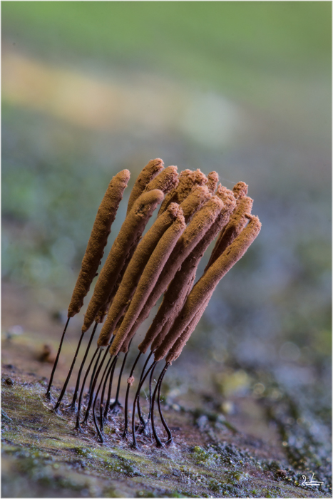 Stemonitis Foto & Bild | pflanzen, pilze & flechten, pilze und flechten ...