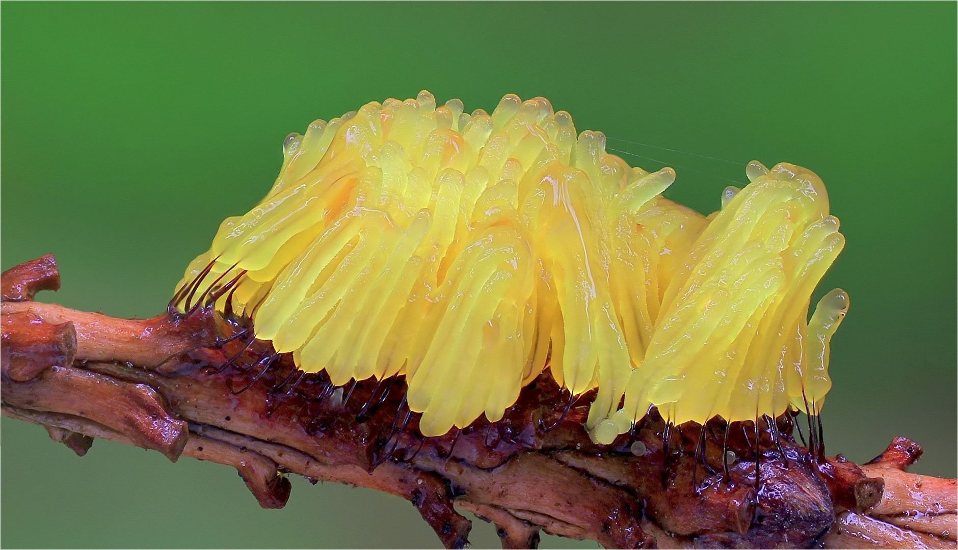 Stemonitis axifera Foto & Bild | pflanzen, pilze & flechten, pilze ...