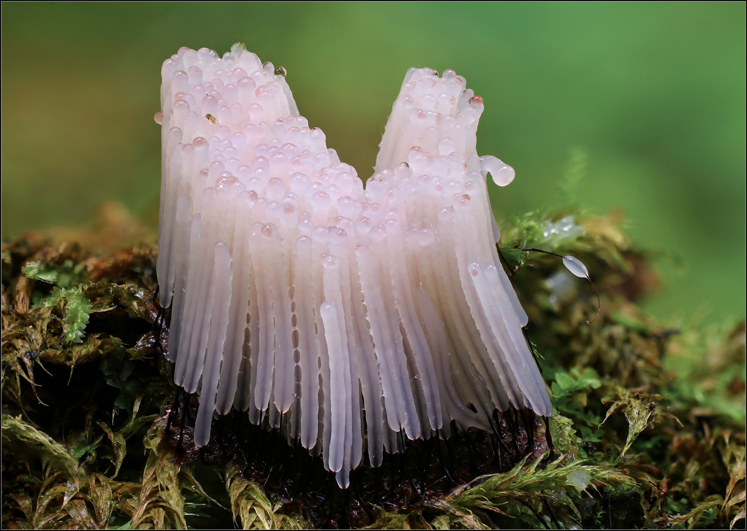 Stemonitis Foto & Bild | pflanzen, pilze & flechten, pilze & flechten ...