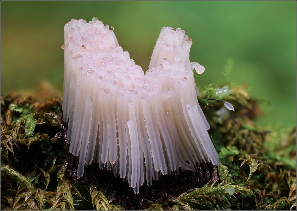 Stemonitis Foto & Bild | pflanzen, pilze & flechten, pilze & flechten ...