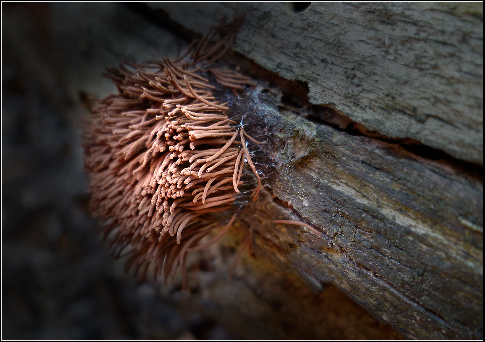 Stemonitis fusca Foto & Bild | pflanzen, pilze & flechten, pilze ...