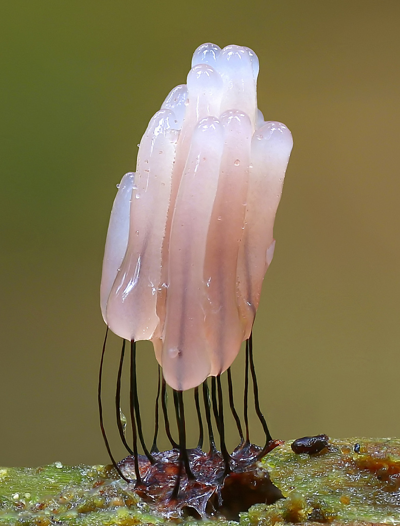 Stemonitis sp. Foto & Bild | pflanzen, pilze & flechten, myxomyceten ...