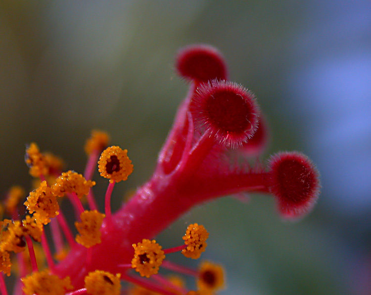 Stempel einer Hibiskus Foto & Bild | nah- & makro, techniken, aufnahme-techniken Bilder auf ...