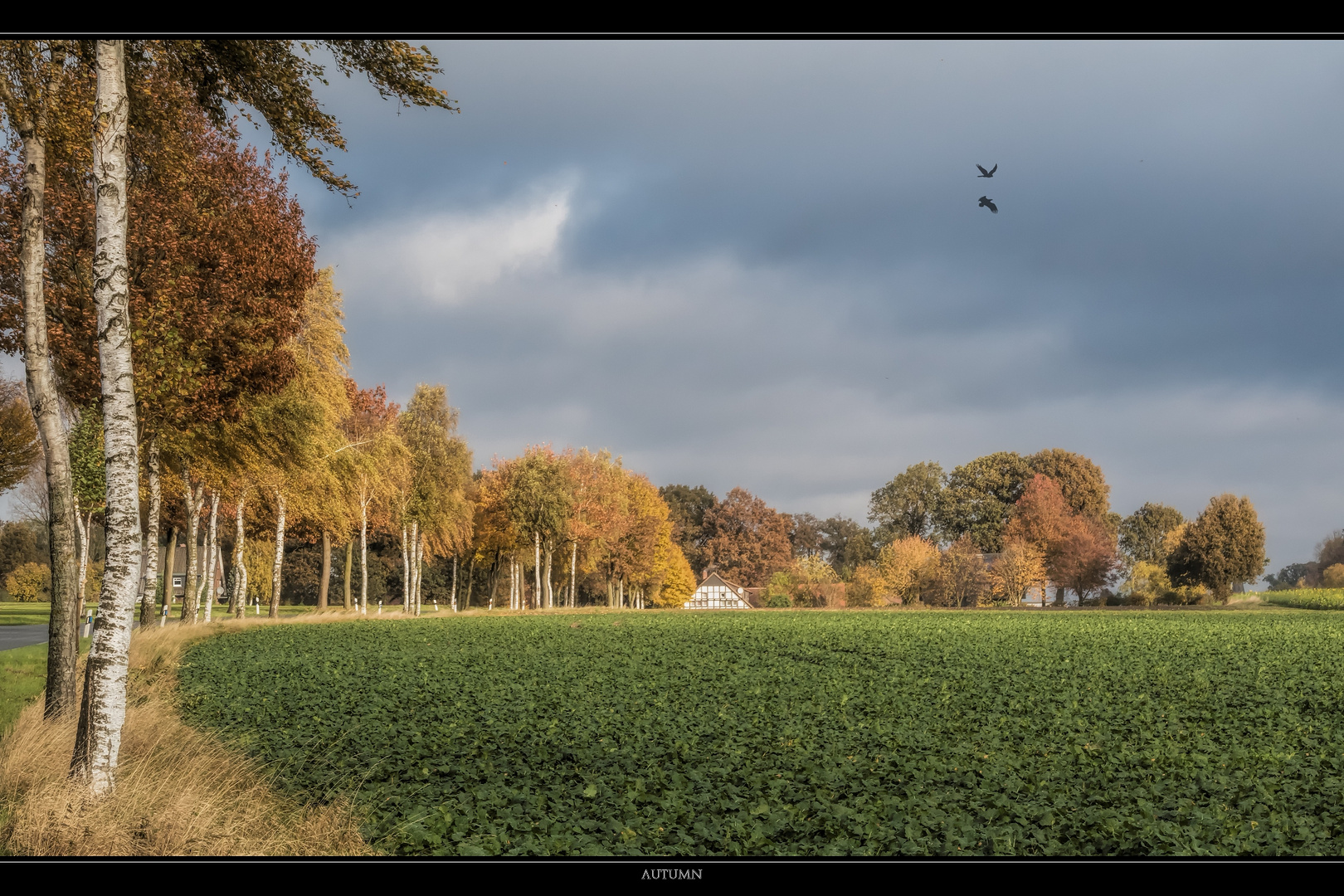 Stemwede Foto & Bild | bäume, natur, herbst Bilder auf fotocommunity
