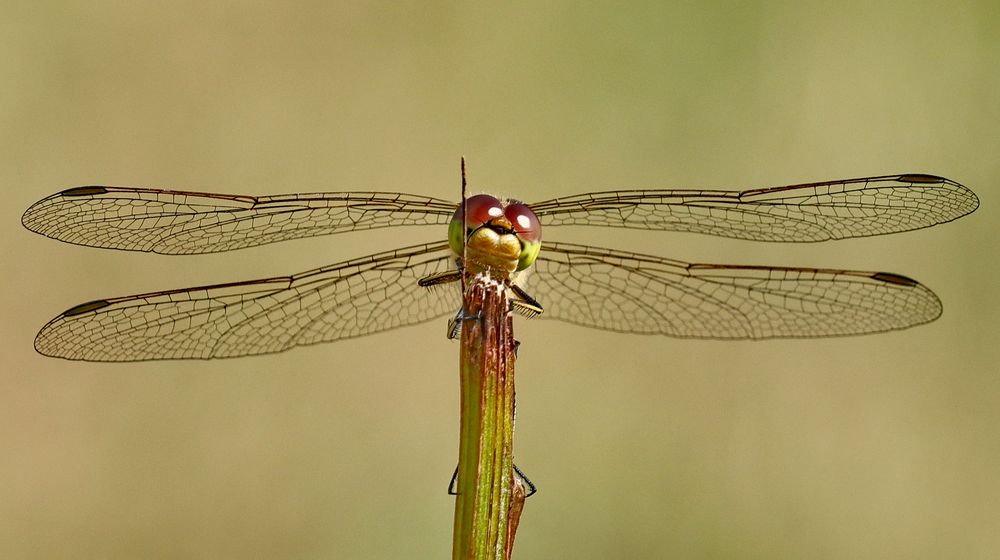 Stengel mit Flügel.... Foto & Bild | natur, insekten, tiere Bilder auf ...