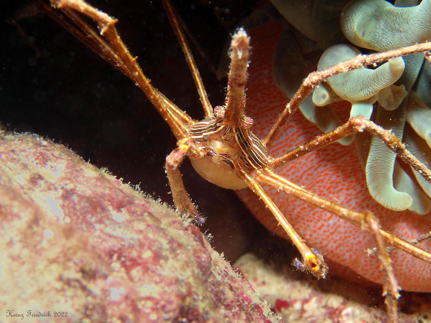 Stenorhynchus lanceolatus Foto & Bild | tiere, wildlife, krebse Bilder ...